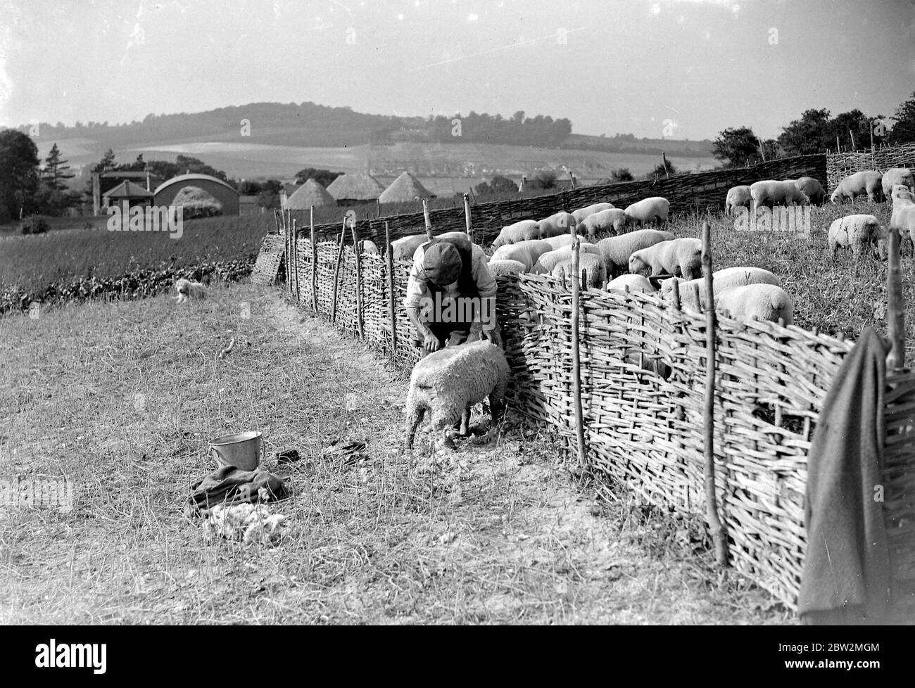 Sheep shearing historical hi-res stock photography and images - Alamy