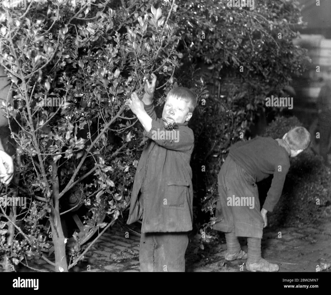 Ragged boys 'scrounging' holly at Covent Garden. 23 December 1919 Stock ...