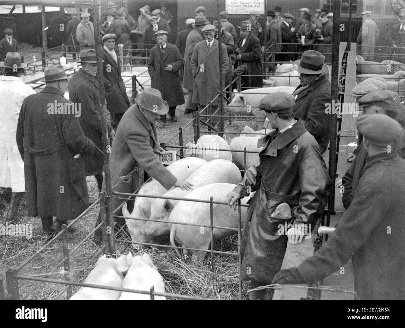 Judging Pigs in Sevenoaks, Kent. 1933 Stock Photo - Alamy