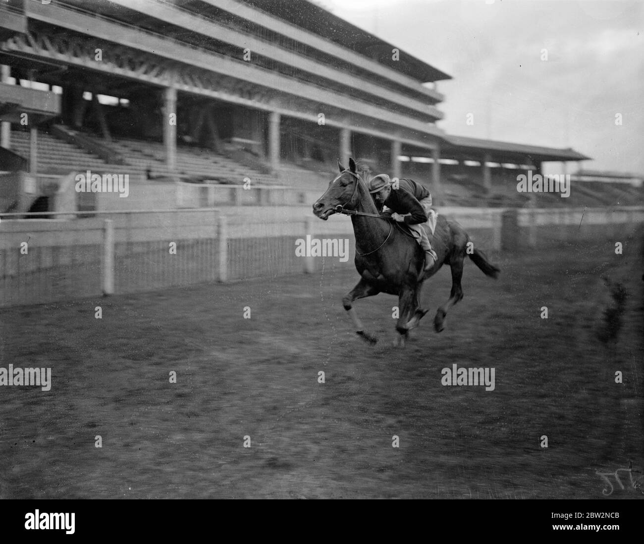 White Thoroughbred Racehorse