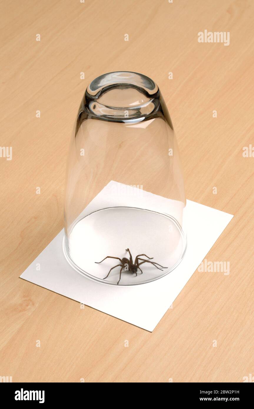 A house spider trapped under a glass Stock Photo - Alamy
