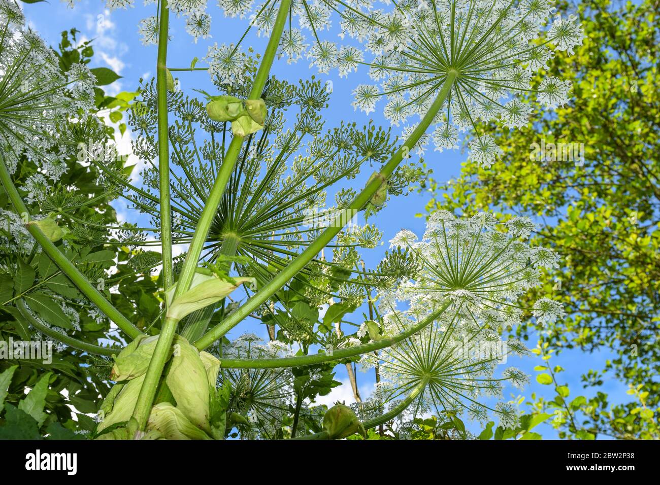 Invasive plant giant hogweed hi-res stock photography and images - Alamy