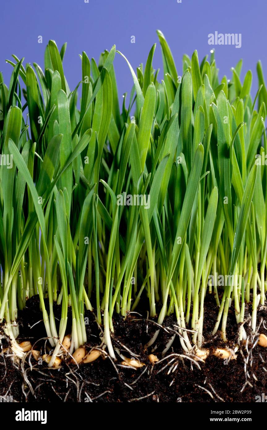 Grass roots cross section hi-res stock photography and images - Alamy