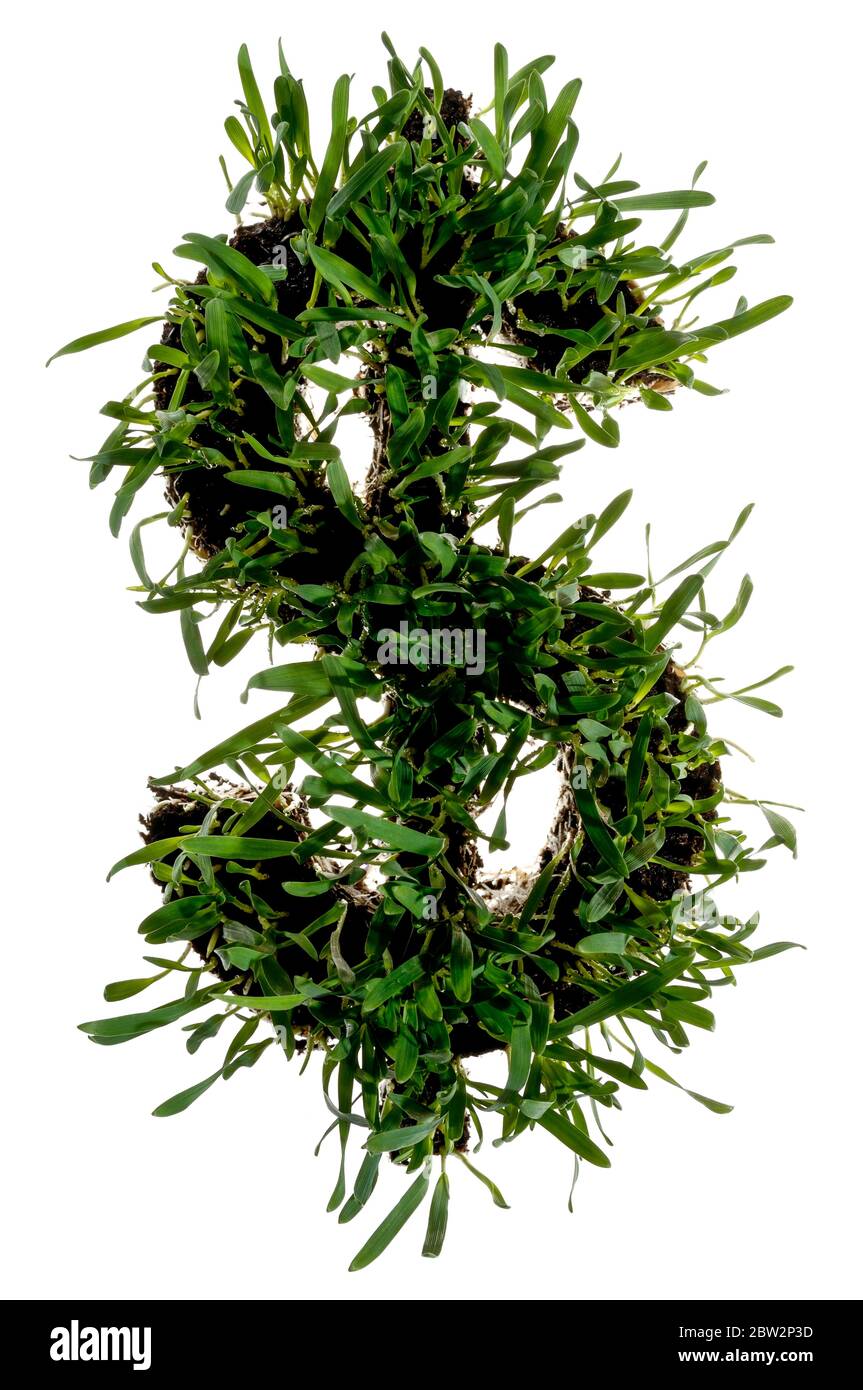 Grown from Cut Out Stock Images & Pictures - Alamy