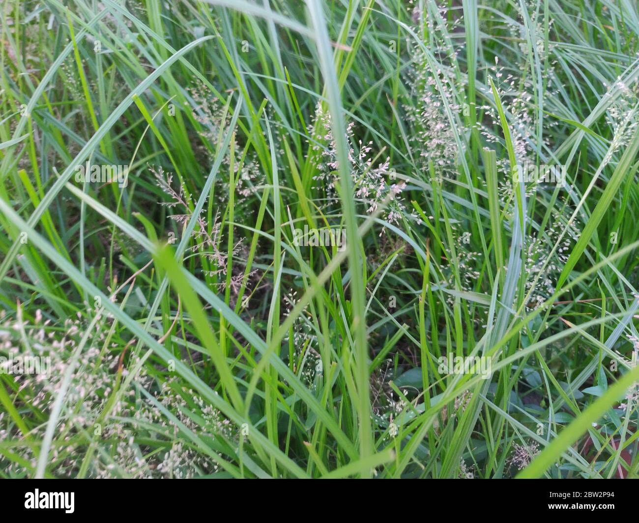 Some white spore middle of some green colored bush on fresh soil ...