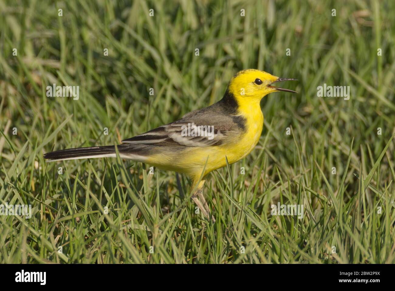 Wagtail species hi-res stock photography and images - Alamy