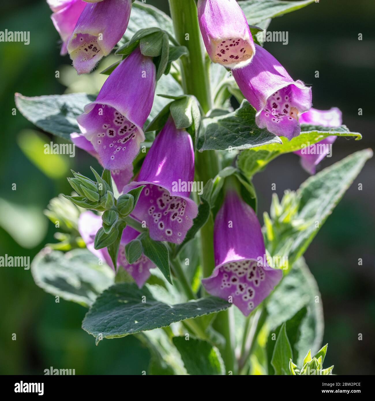 Tall spiked flowering plant hi-res stock photography and images - Alamy