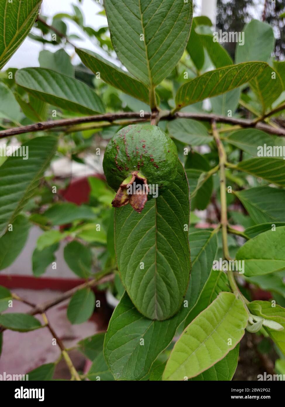 A small green colored guava in the guava tree hanging beneath a green ...