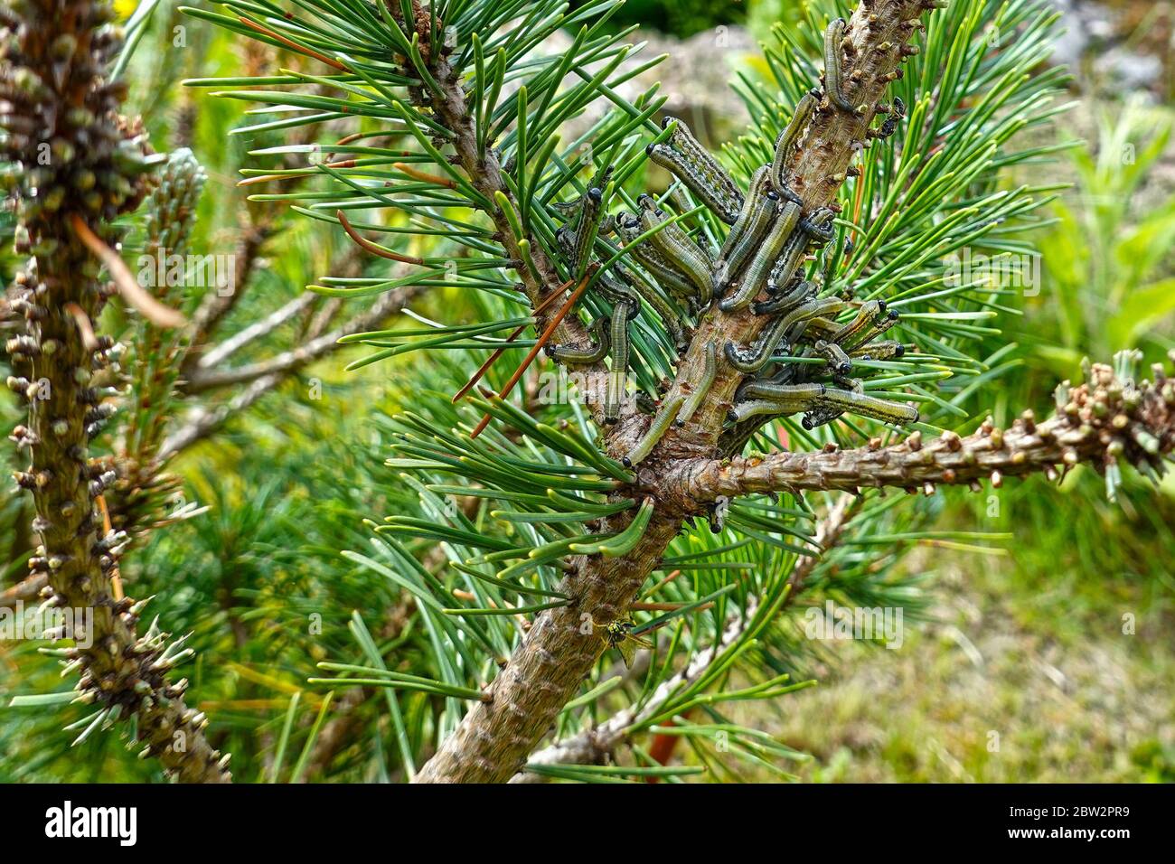 Conifer pest hi-res stock photography and images - Alamy