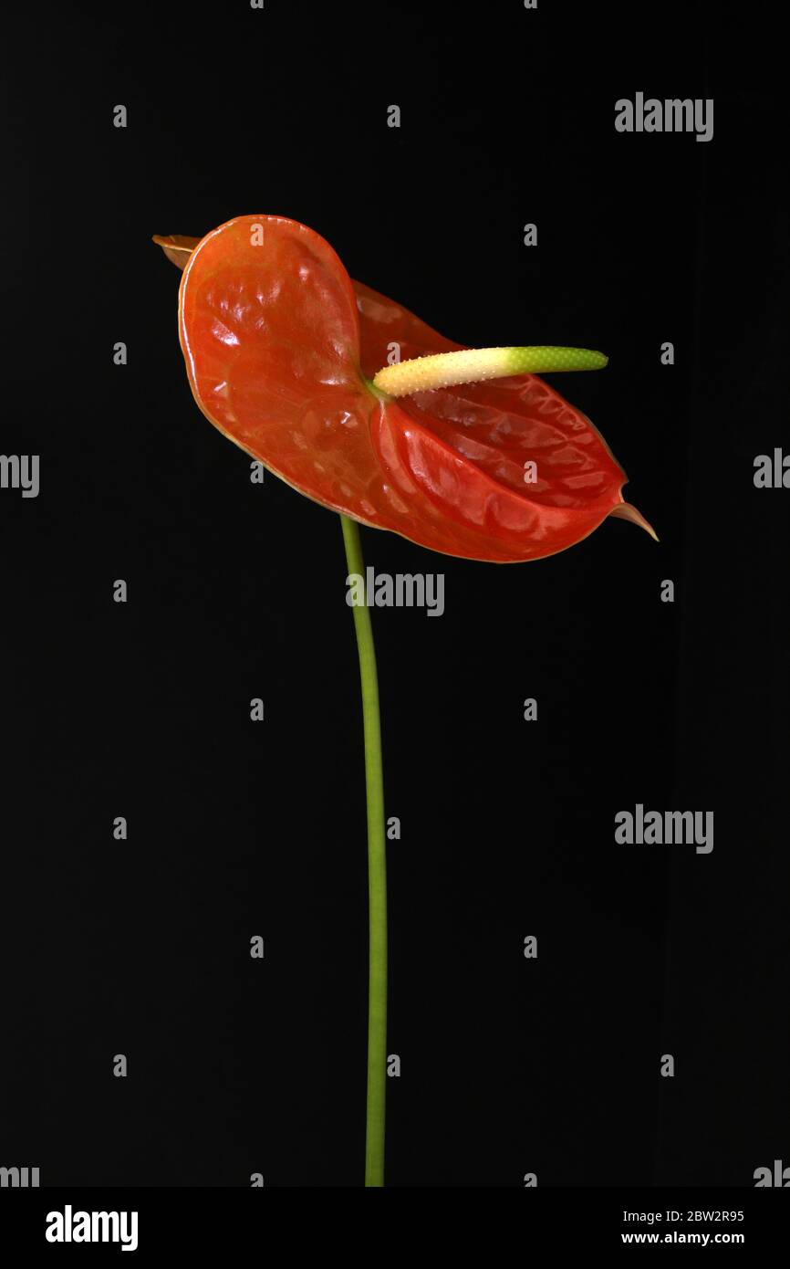 Kala flower hi-res stock photography and images - Alamy