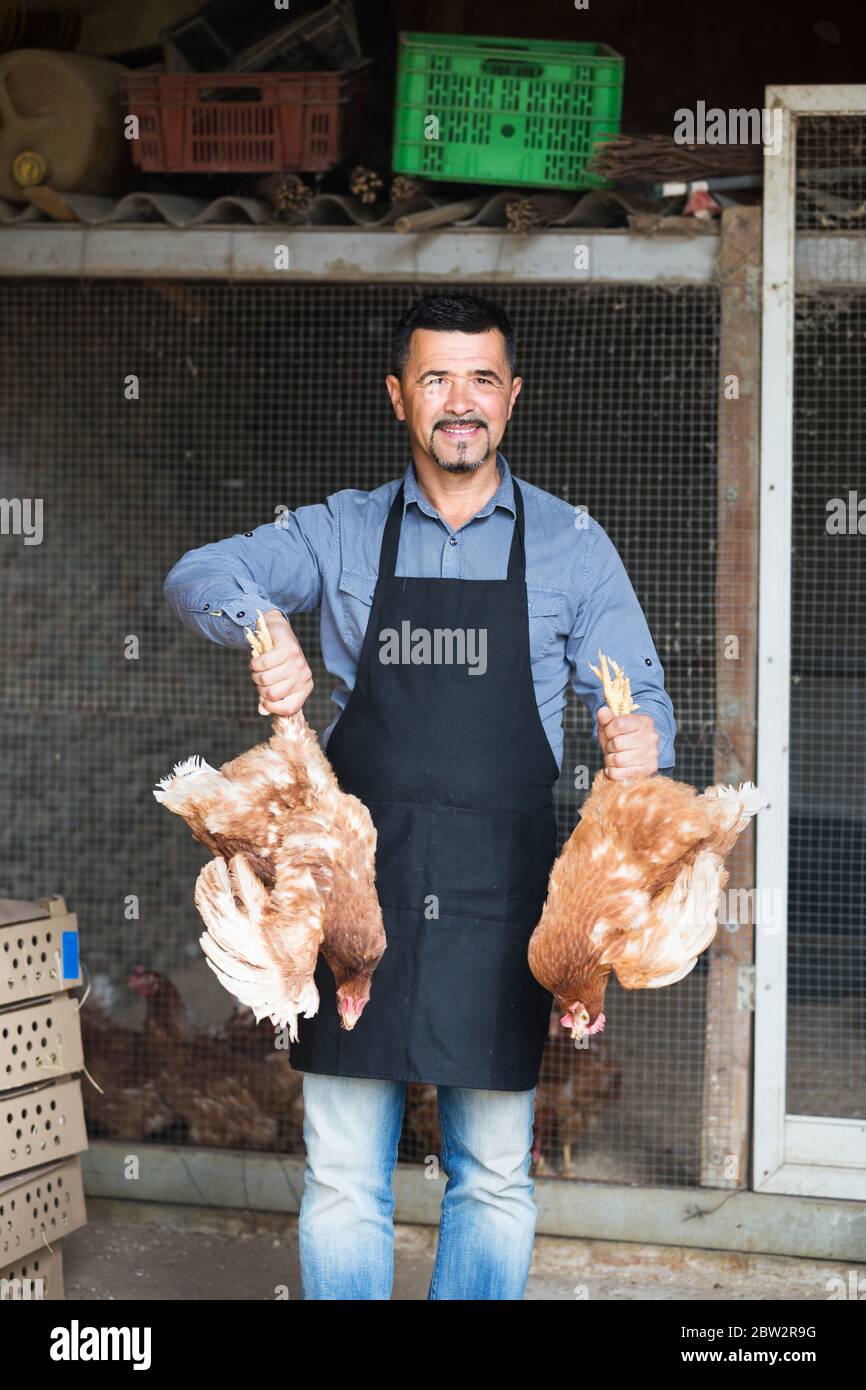 Man farmer in apron holding two chickens for legs on poultry farm Stock ...
