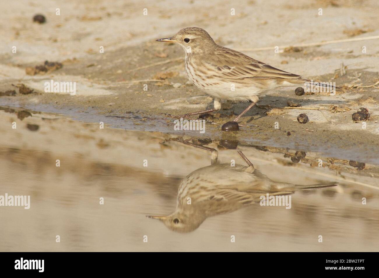 Churu district hi-res stock photography and images - Alamy
