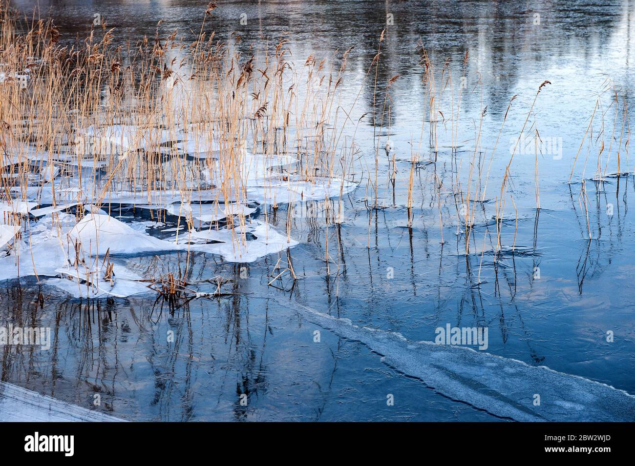 dried stems of reeds frozen in the ice on the lake Stock Photo - Alamy