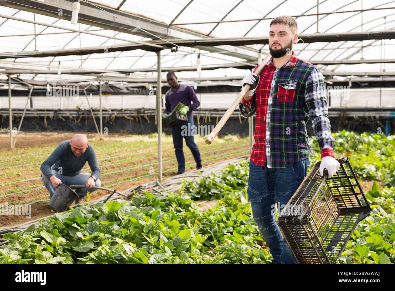 Group of farmers work in greenhouse Stock Photo - Alamy
