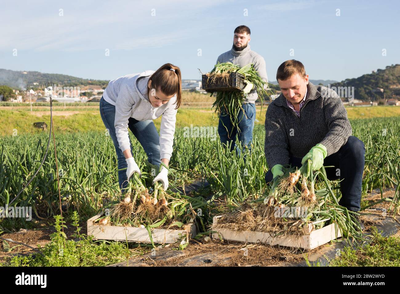 Farming farm scallions field organic hi-res stock photography and ...