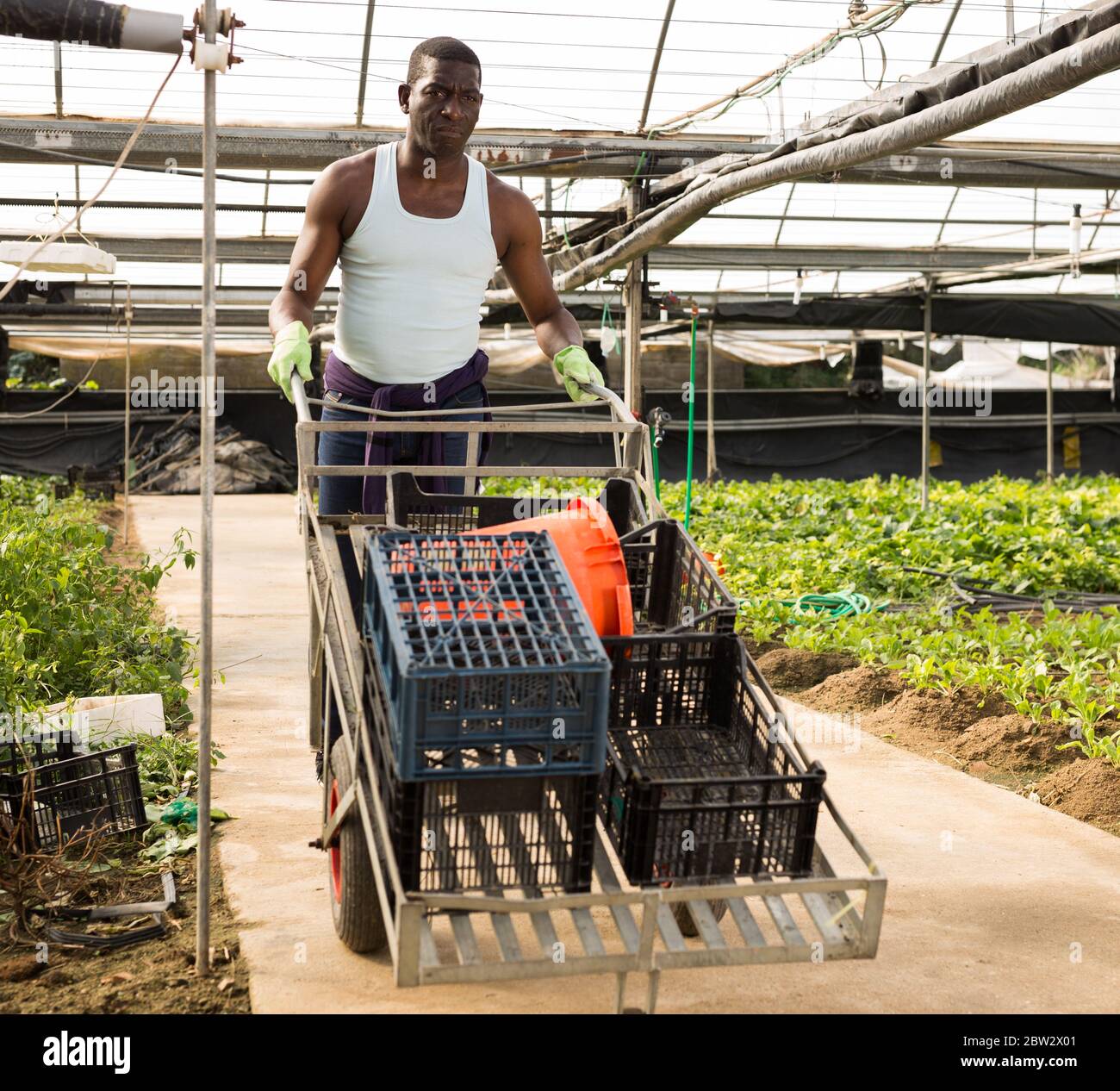 African American farmer carries plastic boxes on wheelbarrow at ...