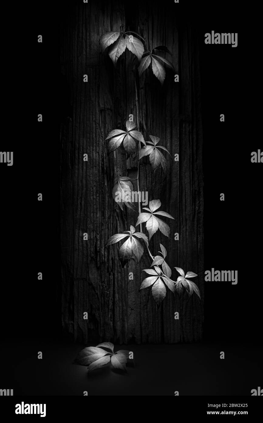 Still life setup with leaves on a dark background in black and white ...