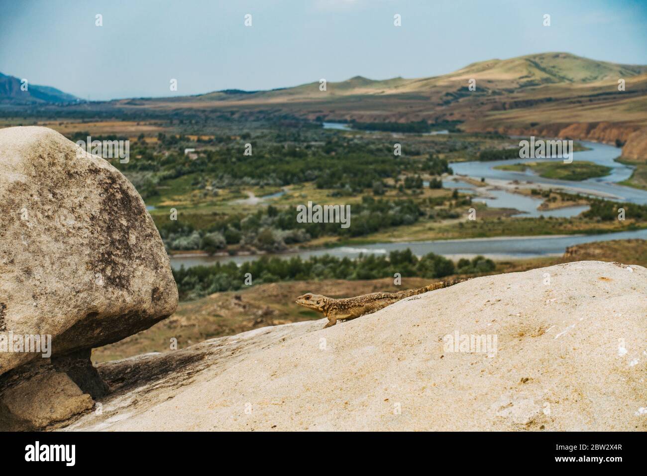 A lizard on a rock in front of the Mtkvari River near Gori, Georgia ...