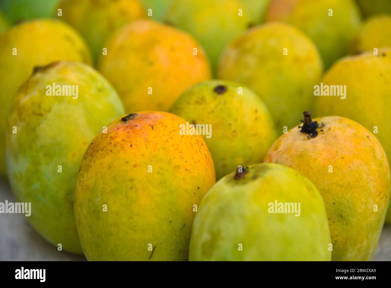 close up photo of bunch of mangoes Stock Photo - Alamy