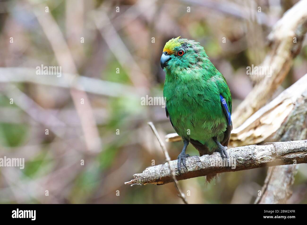 Endemic birds new zealand hi-res stock photography and images - Alamy