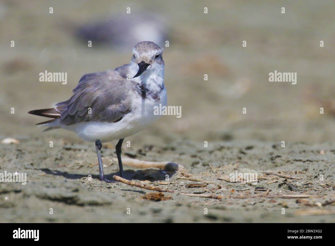 Wrybill, endemic bird of New Zealand Stock Photo - Alamy