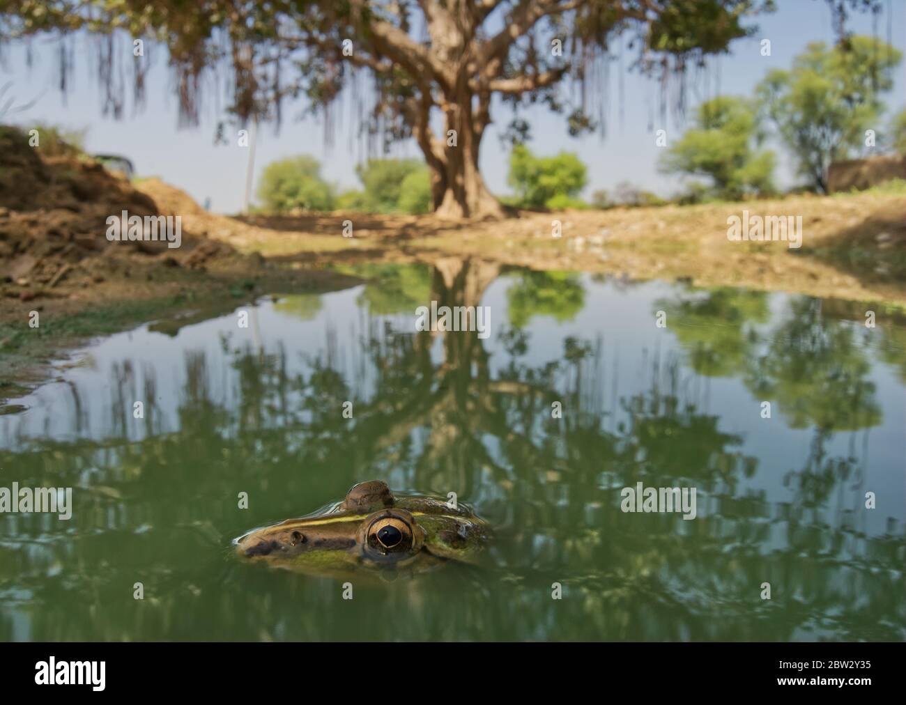 Indian amphibians hi-res stock photography and images - Alamy