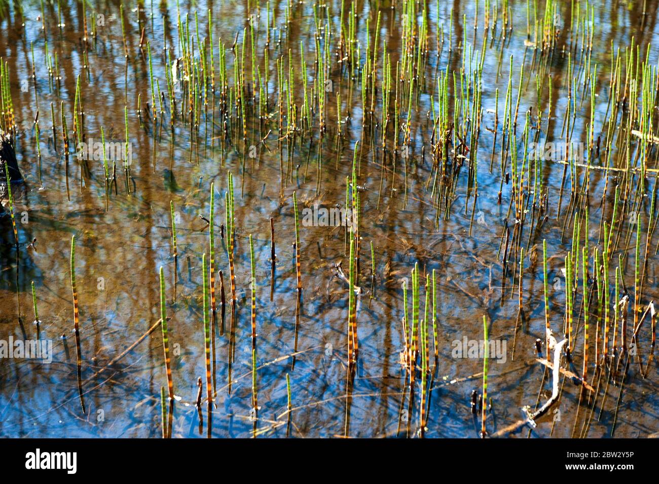 Wetland swamp water grass hi-res stock photography and images - Alamy