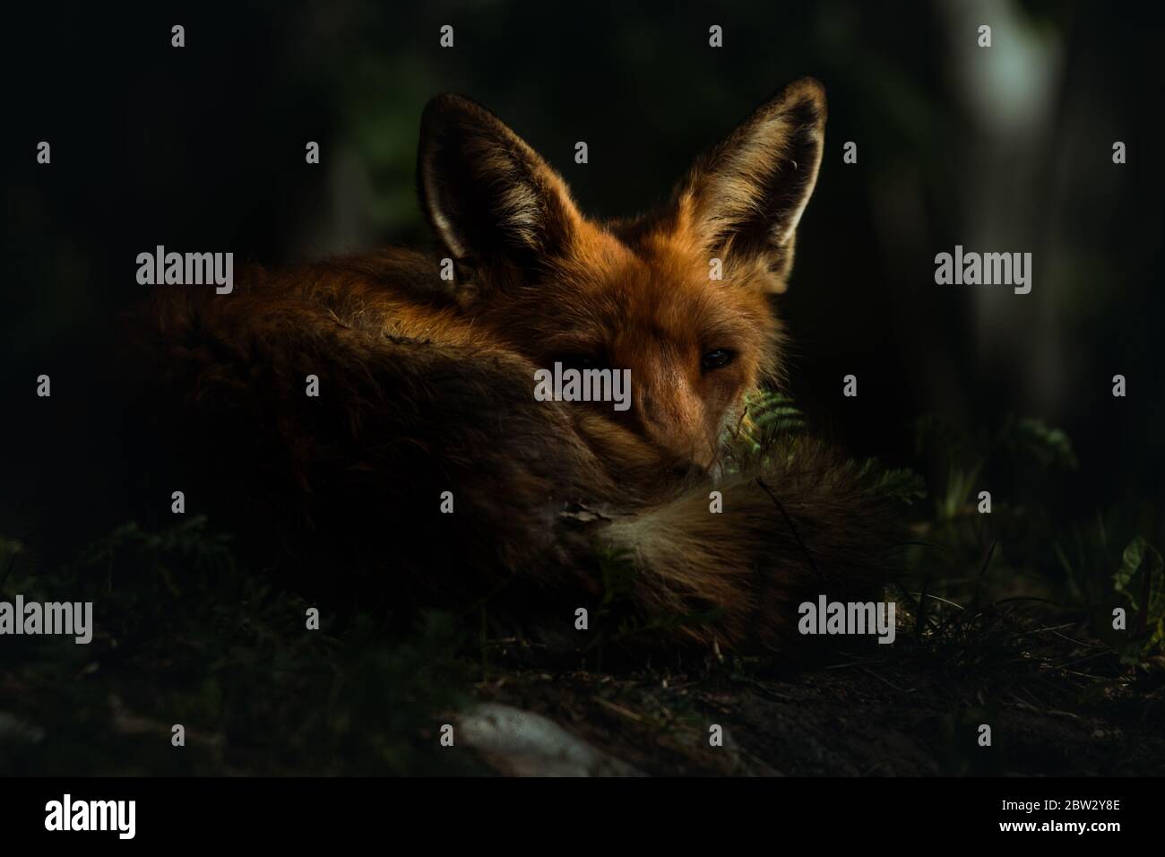 Red fox (Vulpes vulpes) curled up sleeping on the ground, summer in ...