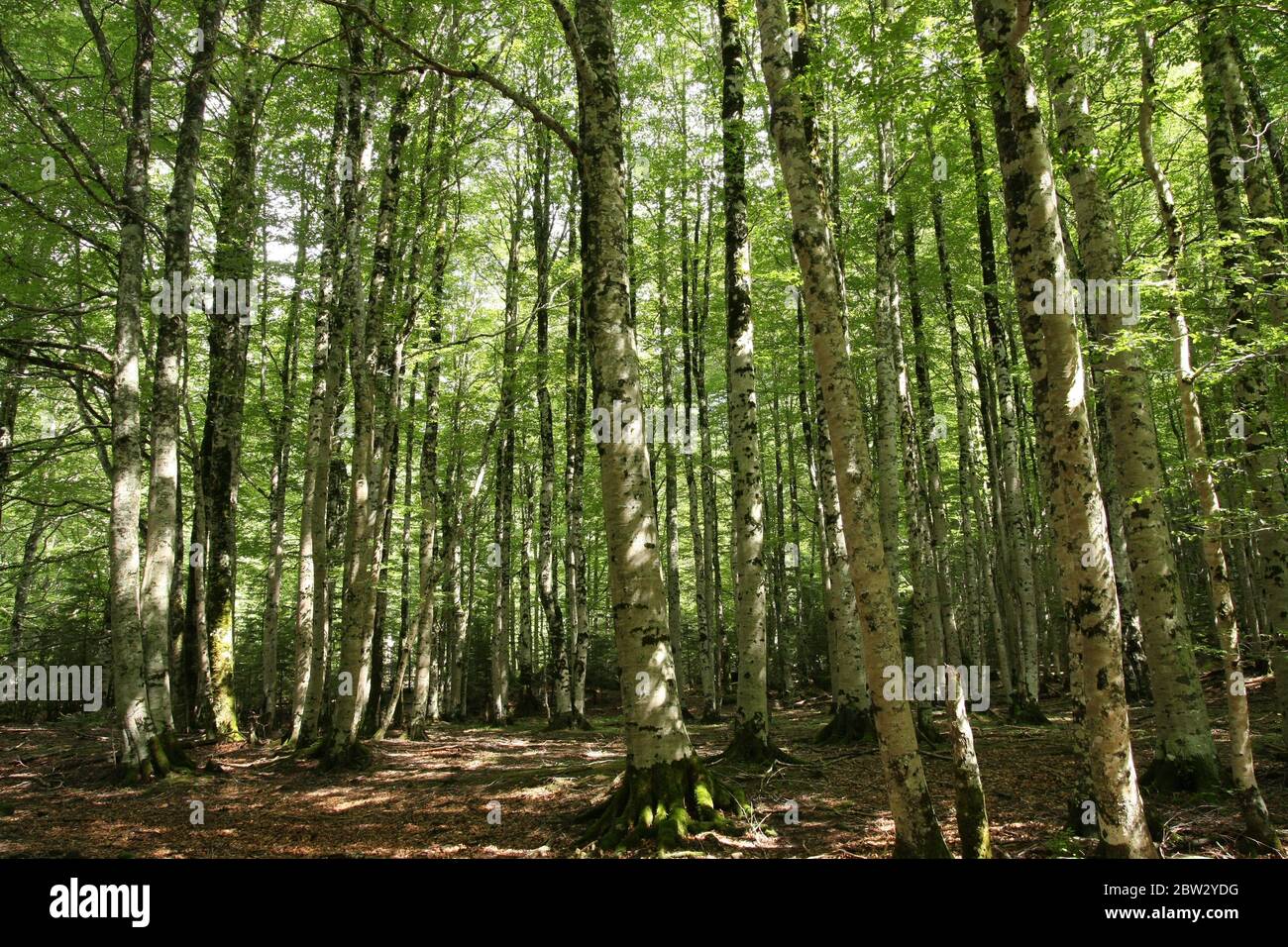 Beech beam hi-res stock photography and images - Alamy