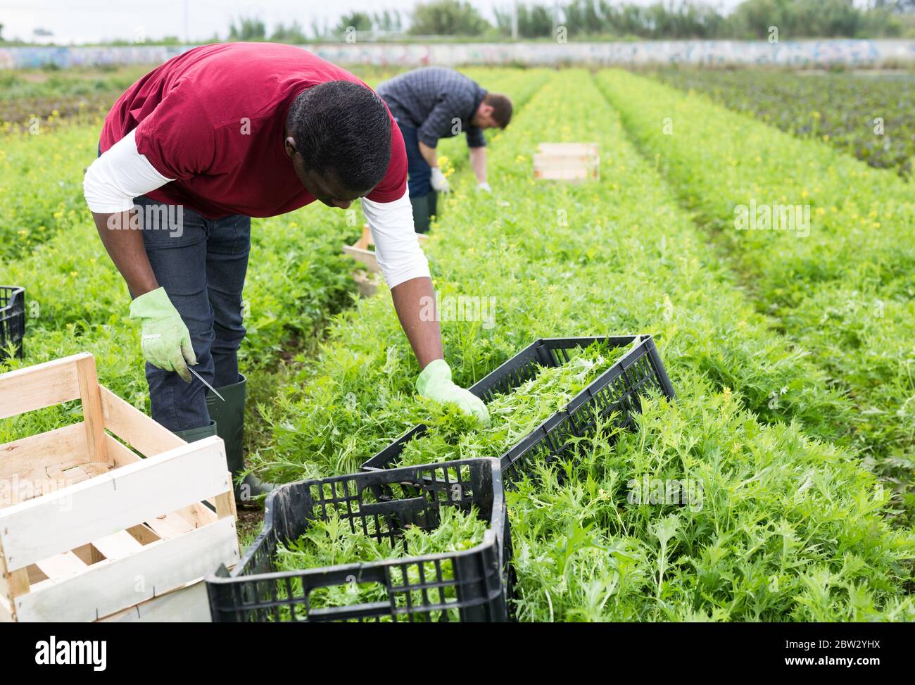 African-american worker harvesting green mizuna (Brassica rapa ...