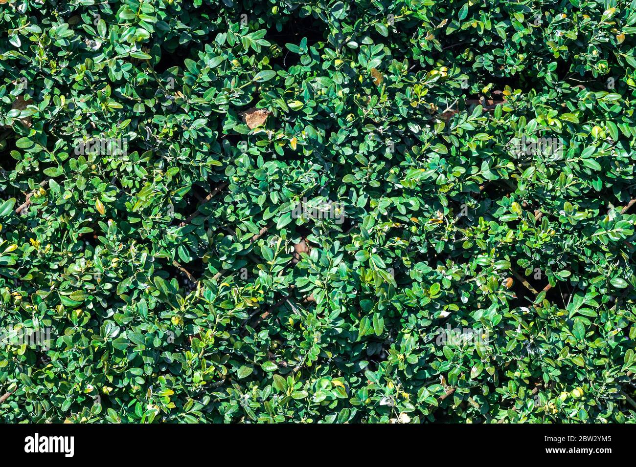 Texture Buxus plants. Green Boxwood hedge background, natural floral ...