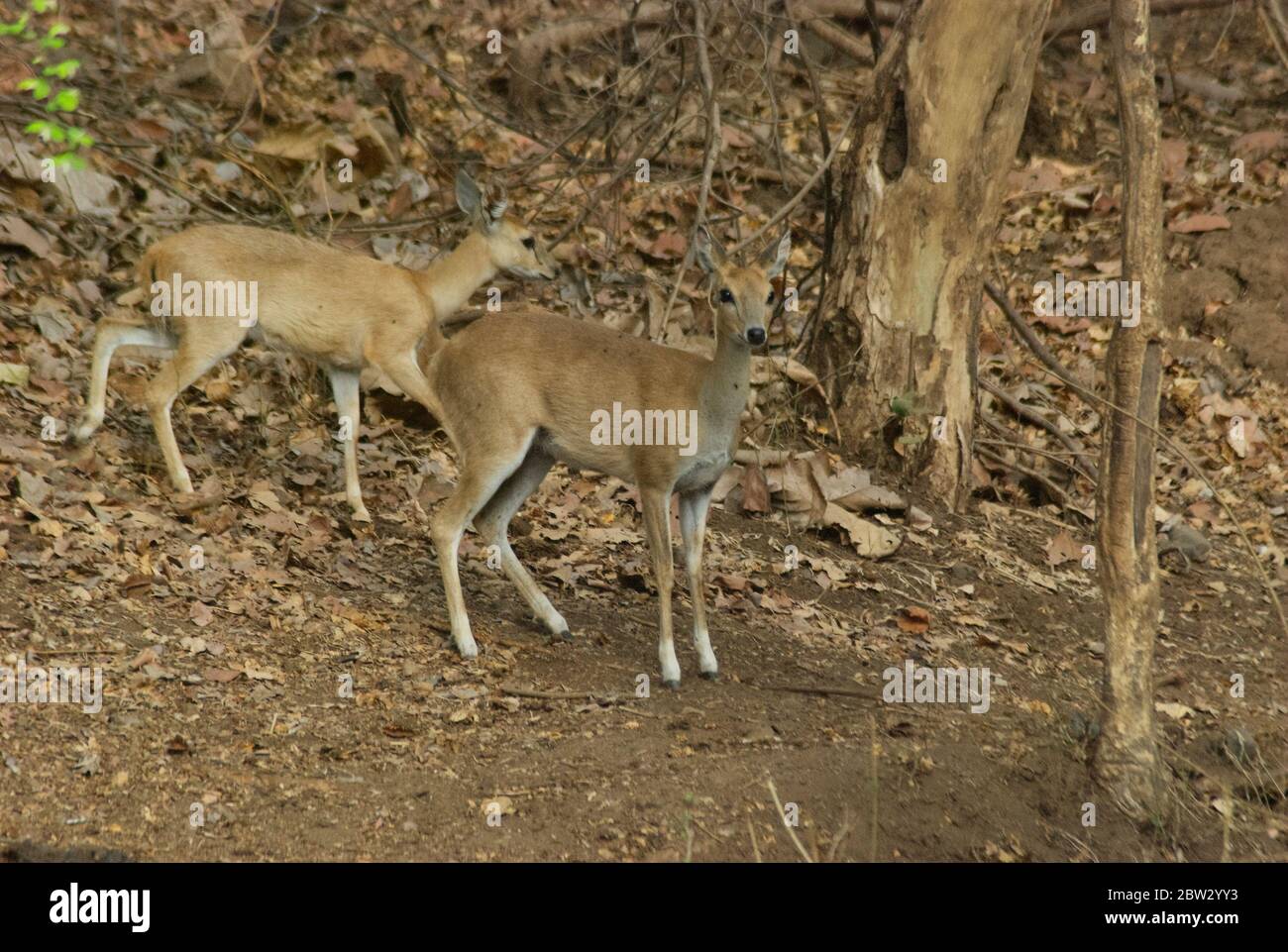 4 Horned Antelope