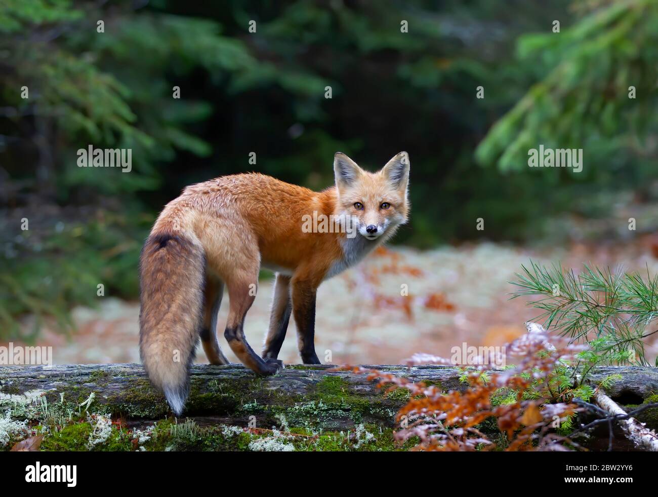 Fox tail hi-res stock photography and images - Alamy