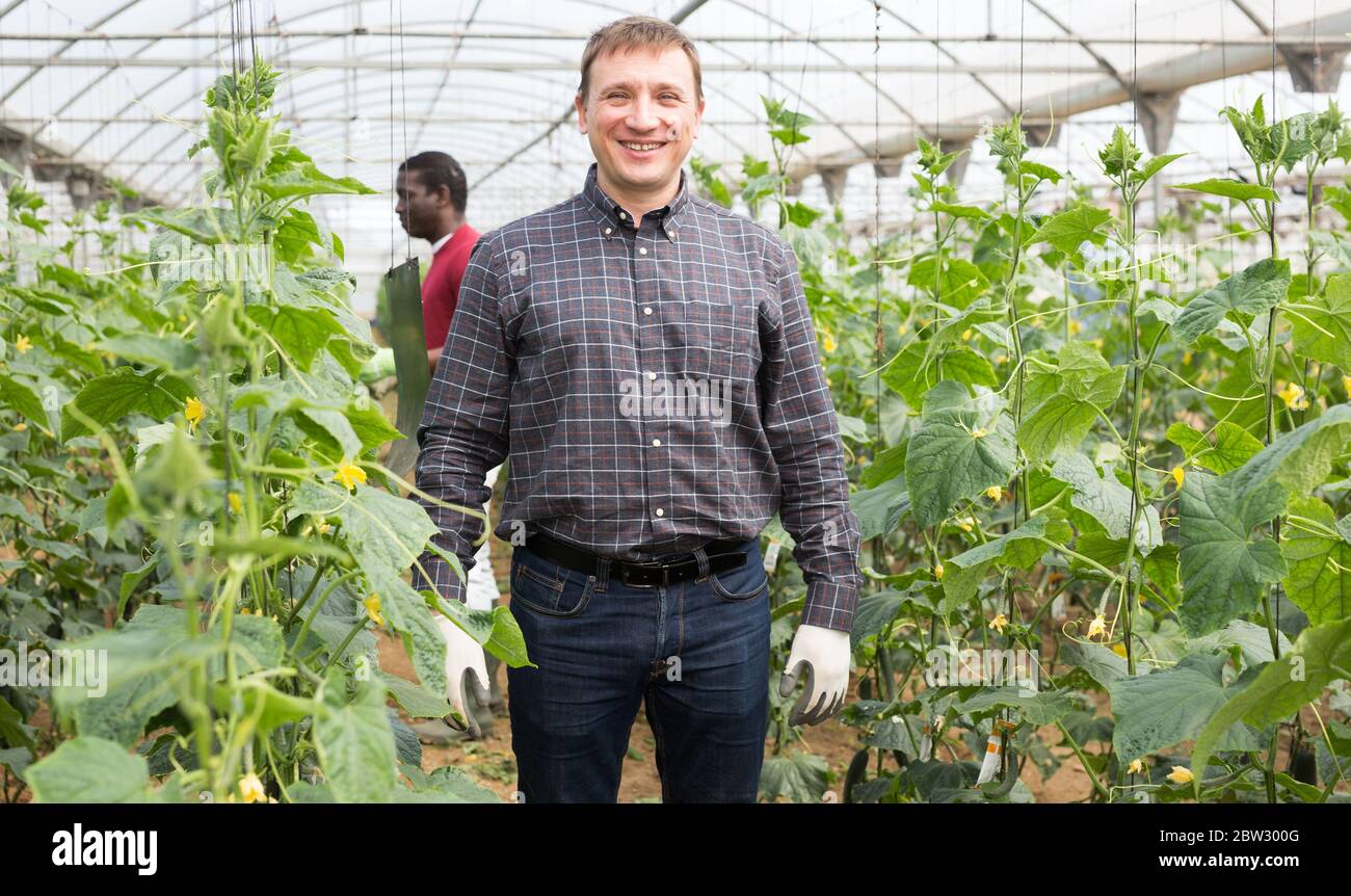 Happy farm owner picks ripe cucumbers in a greenhouse Stock Photo - Alamy