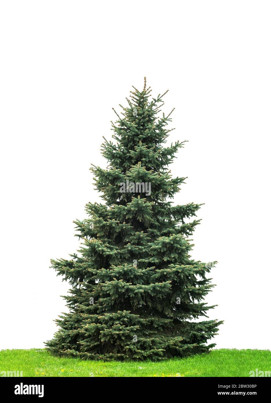 Big green fir tree with lawn isolated on white background. Tall natural ...