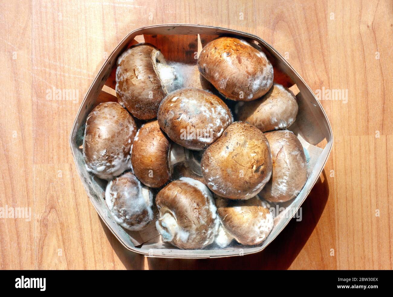 Moldy champignons in basket. Rotten mushrooms in box on wooden ...