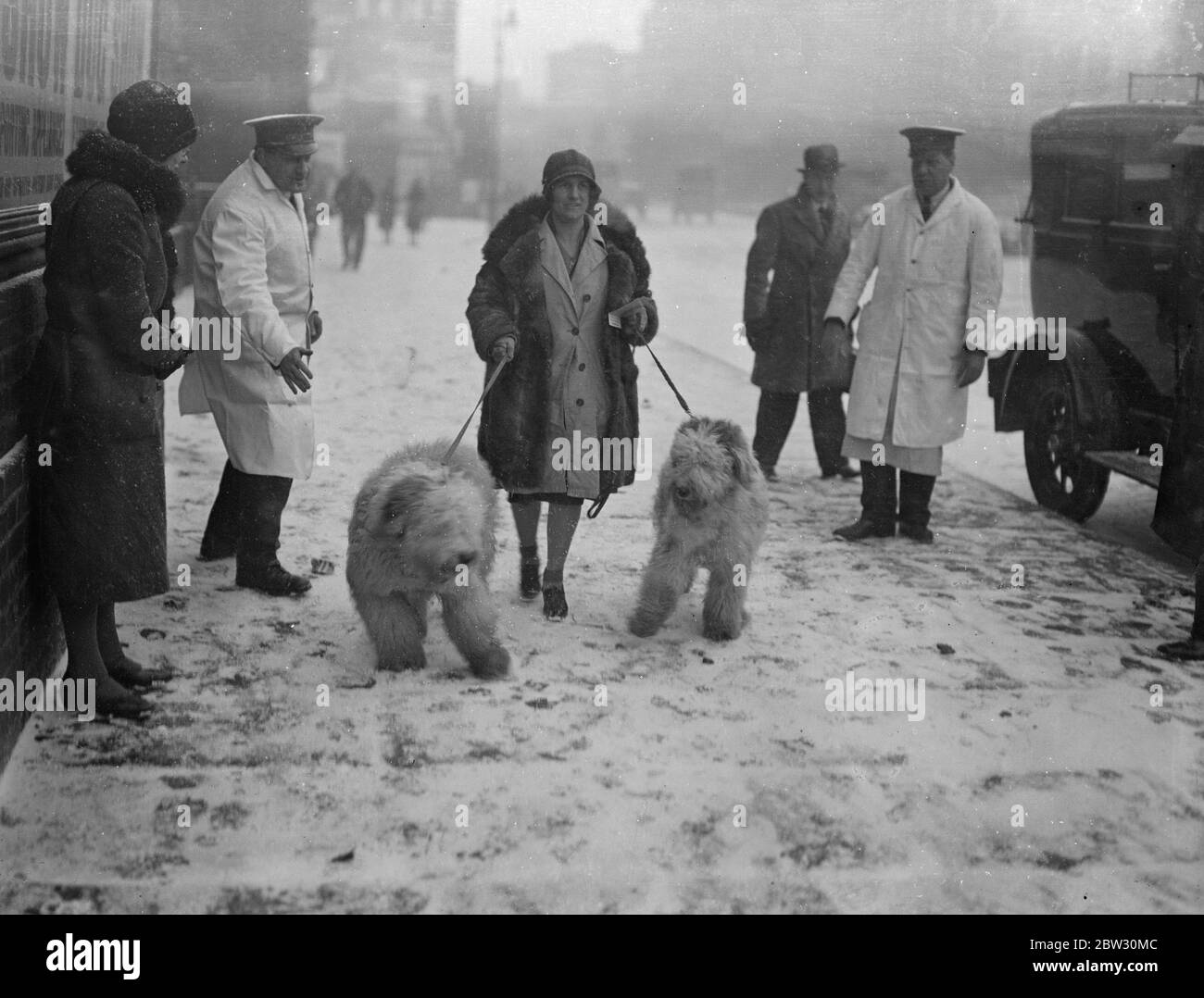 Sheep show england Black and White Stock Photos & Images - Alamy