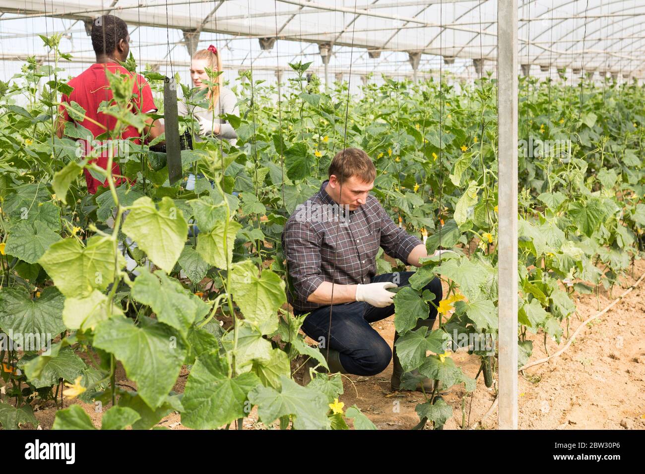 International farmer team harvesting cucumbers in greenhouse Stock ...