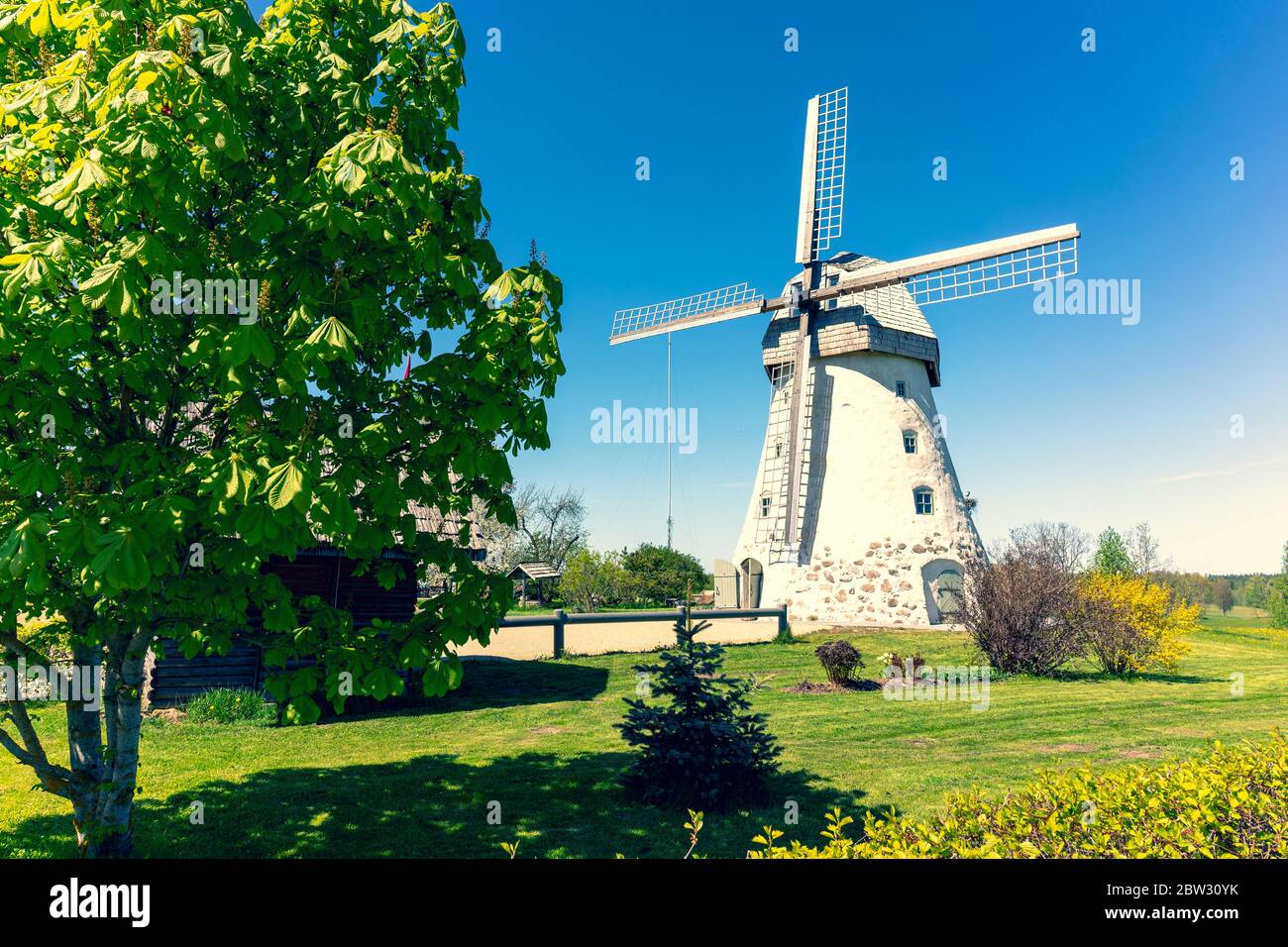 Latvia national flower hi-res stock photography and images - Alamy