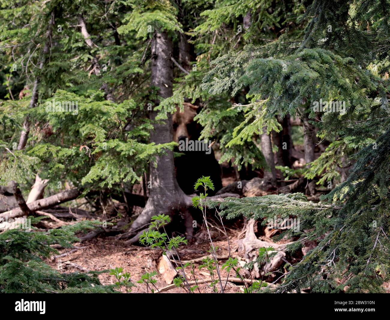 bear hiding for lunch Stock Photo - Alamy