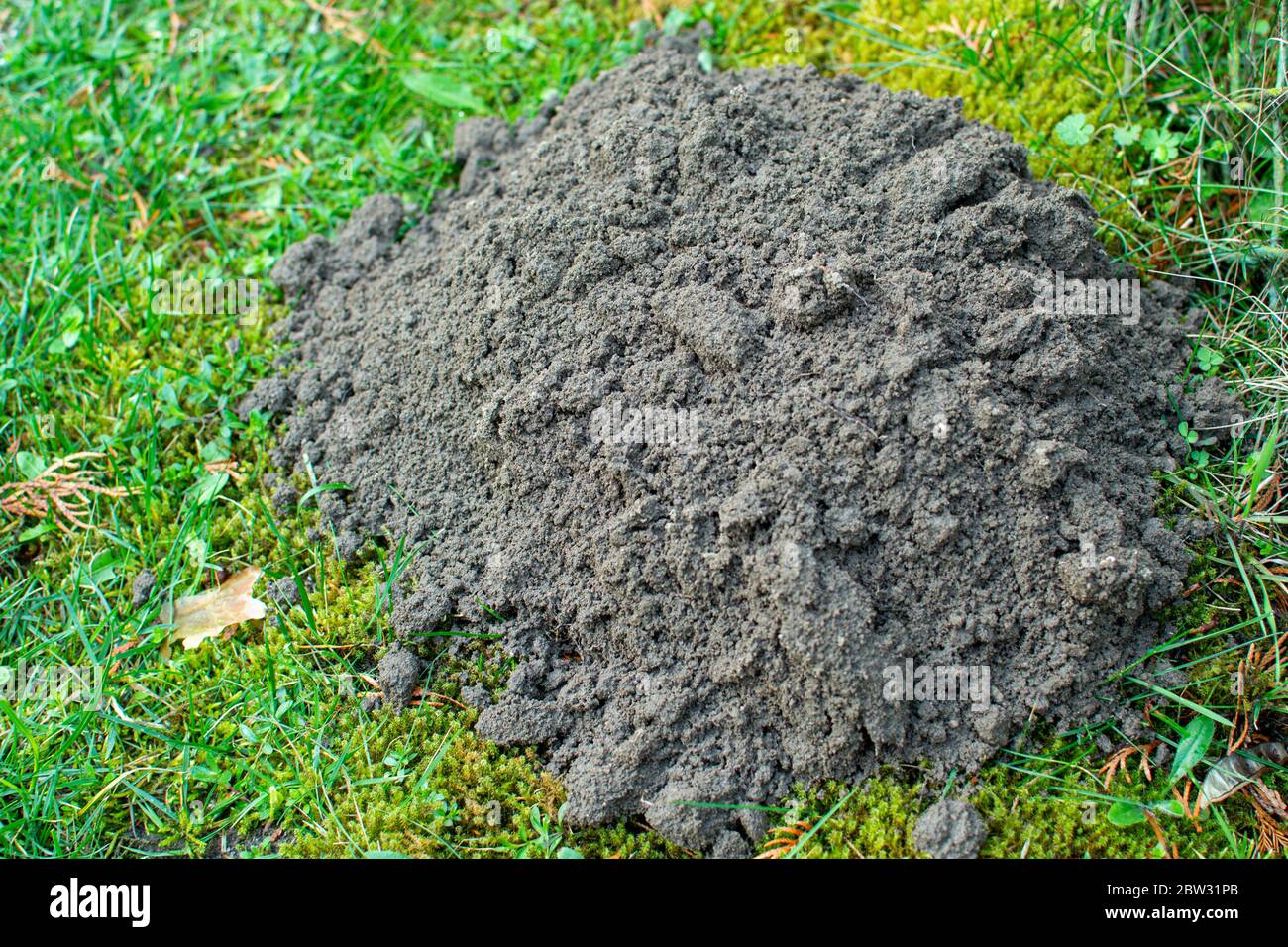 Mound of soil dug by mole Stock Photo - Alamy