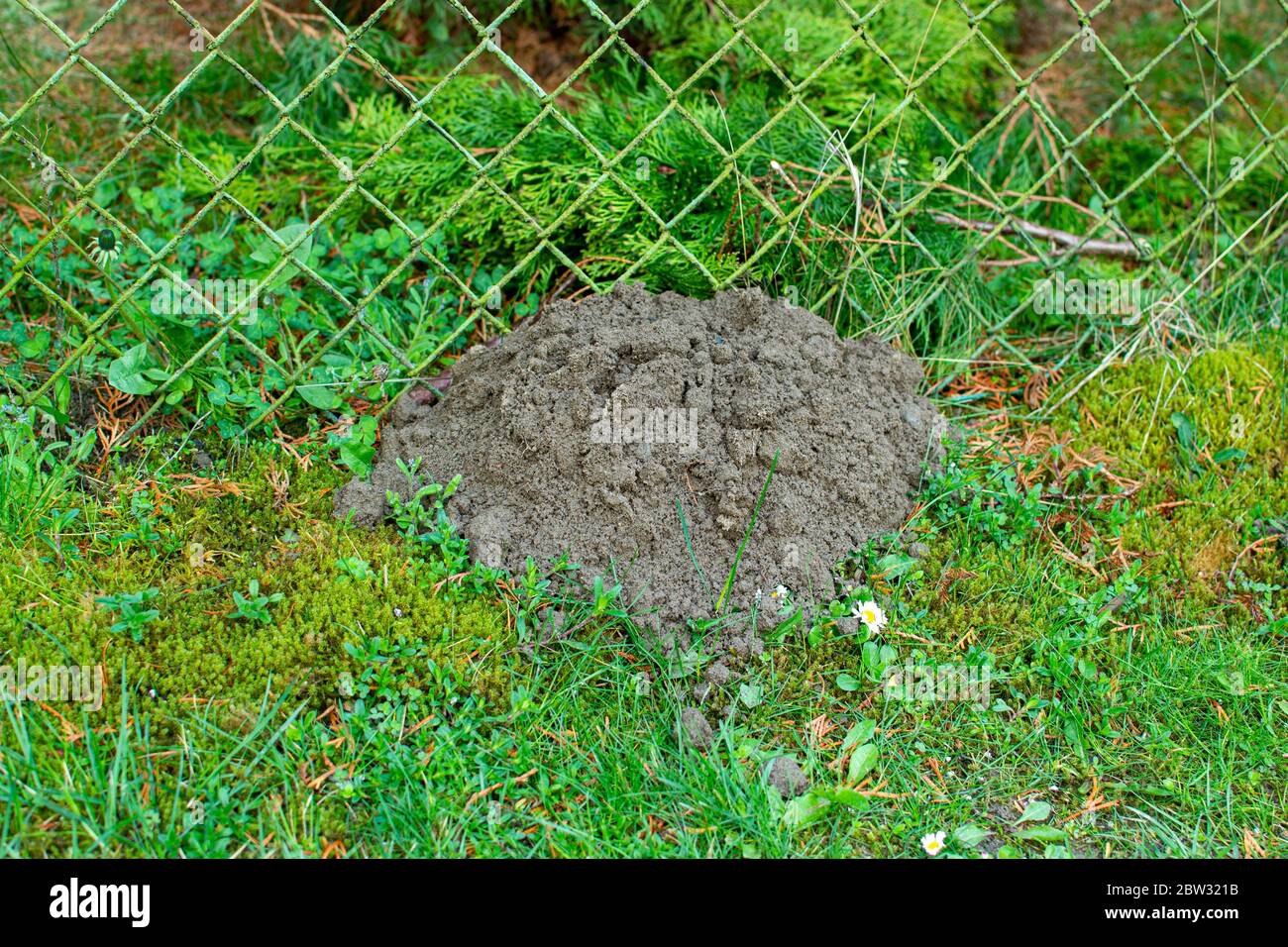 Mole dug hi-res stock photography and images - Alamy