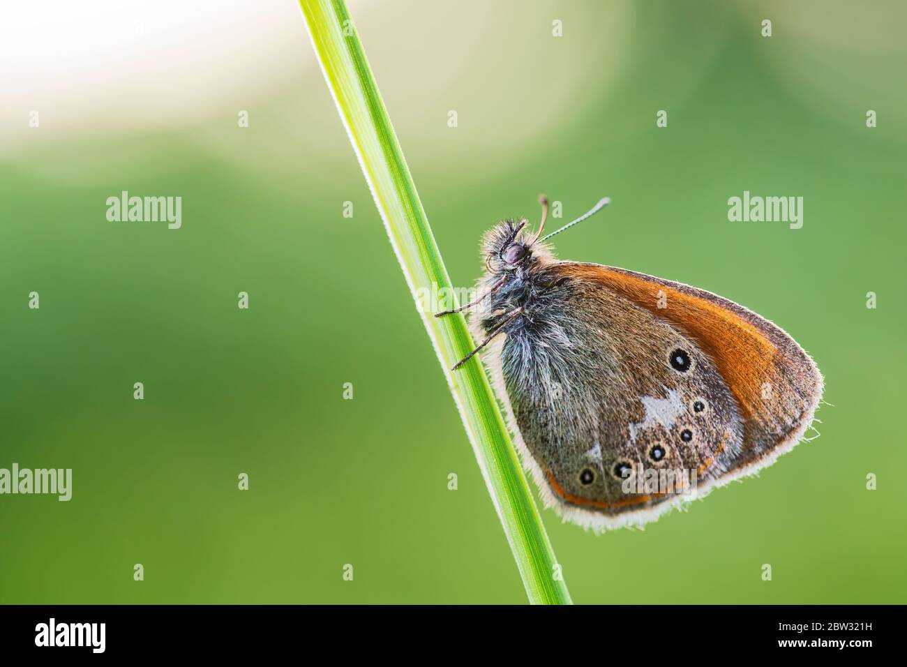 Caucasus insects hi-res stock photography and images - Alamy
