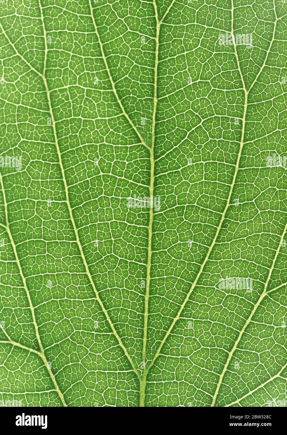 Netted veins hi-res stock photography and images - Alamy