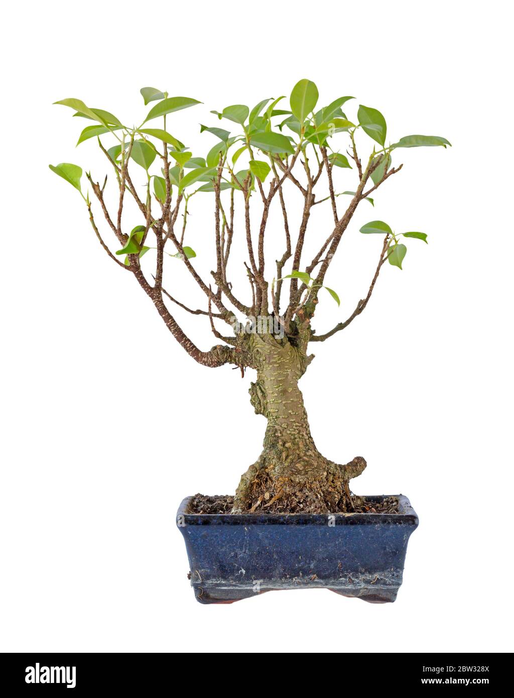 Bonsai detail Cut Out Stock Images & Pictures - Alamy