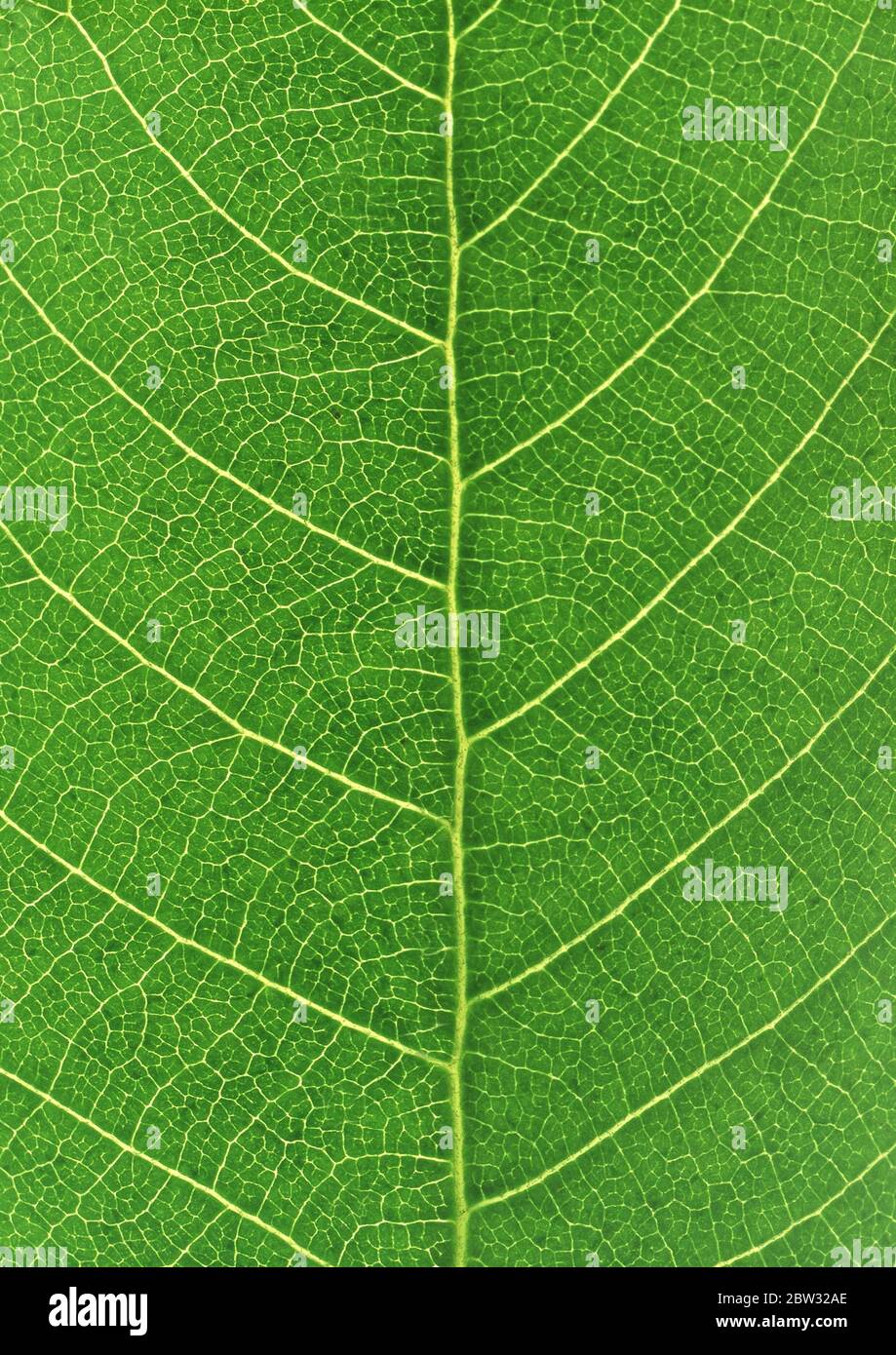 The close-up portion green plant with vegetable leaf netted veins ...