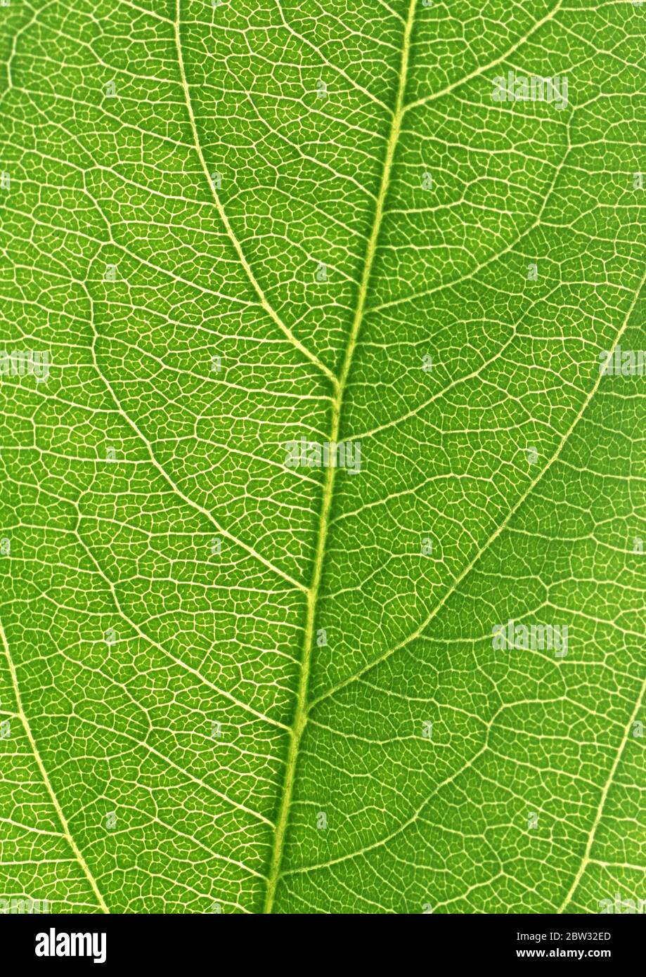 The close-up portion green plant with vegetable leaf netted veins ...