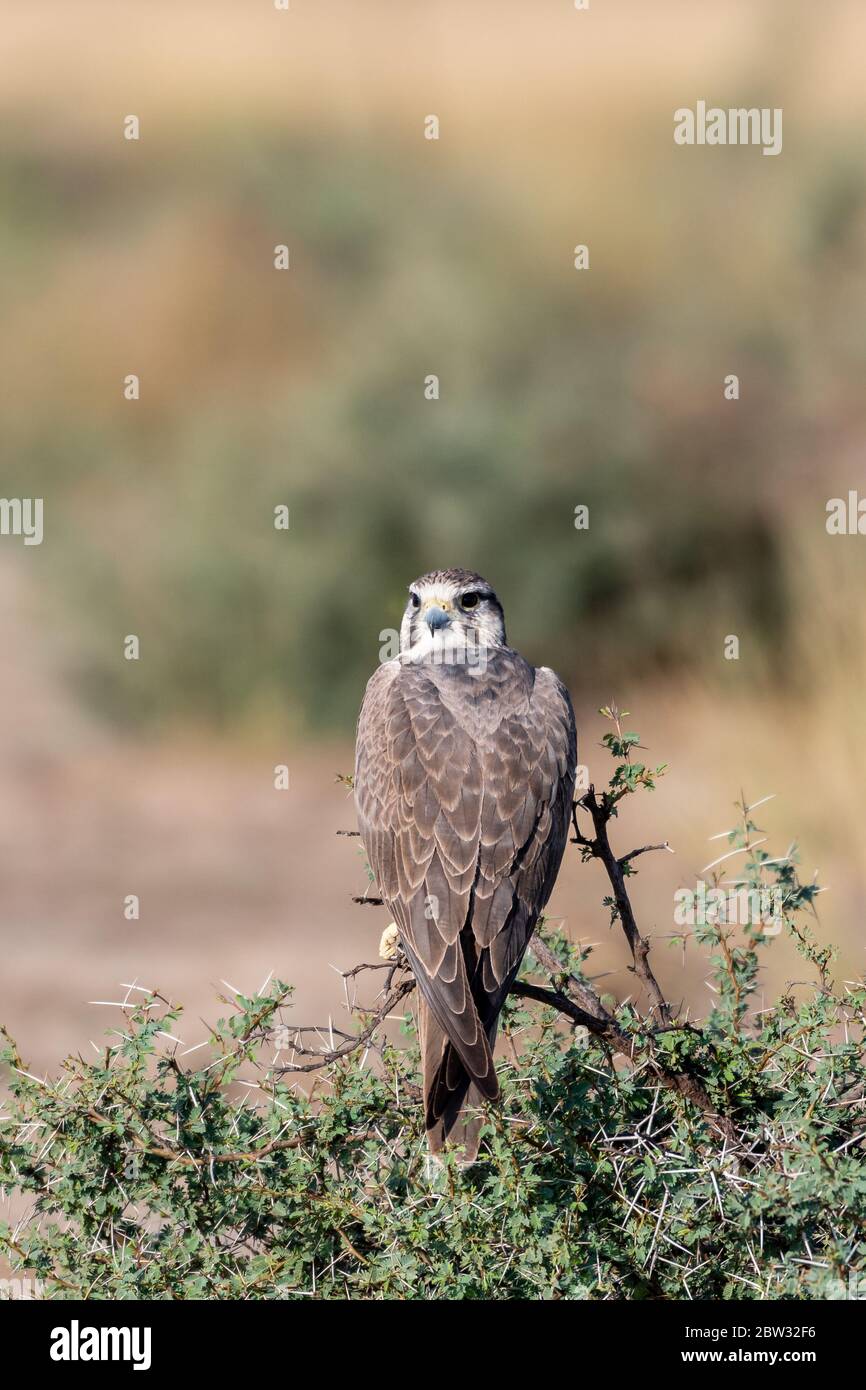Laggar falcon or Falco jugger a winter migratory bird Sitting on an eye ...