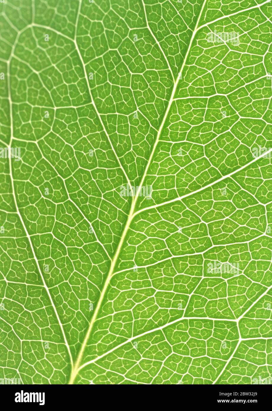 Netted veins hi-res stock photography and images - Alamy