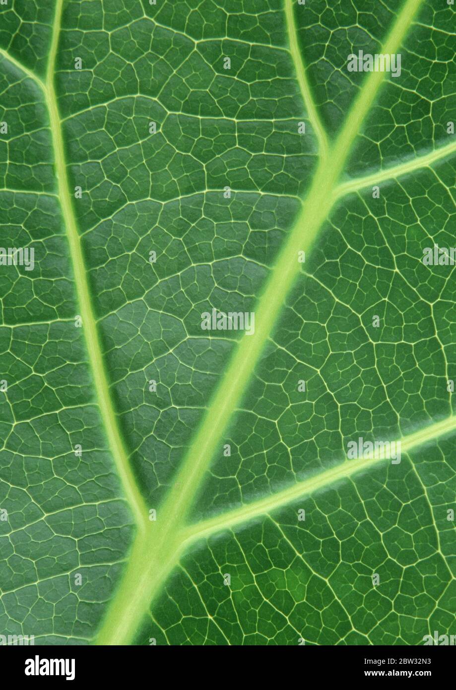 Netted veins hi-res stock photography and images - Alamy